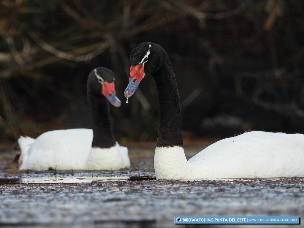 Guía de aves de Mar Chiquita