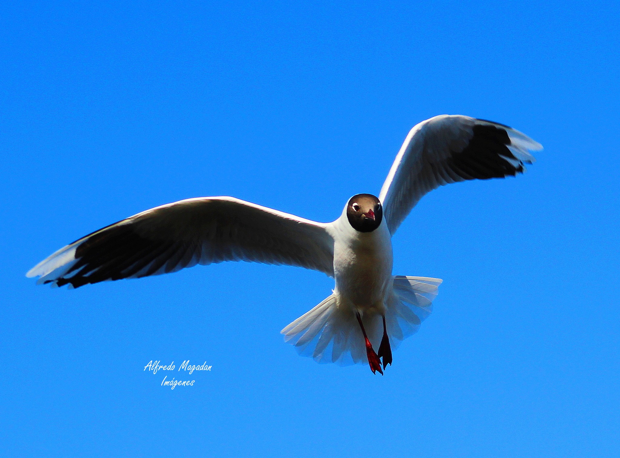 Gaviota capucho café (Chroicocephalus maculipenniss) - aves de Mar Chiquita