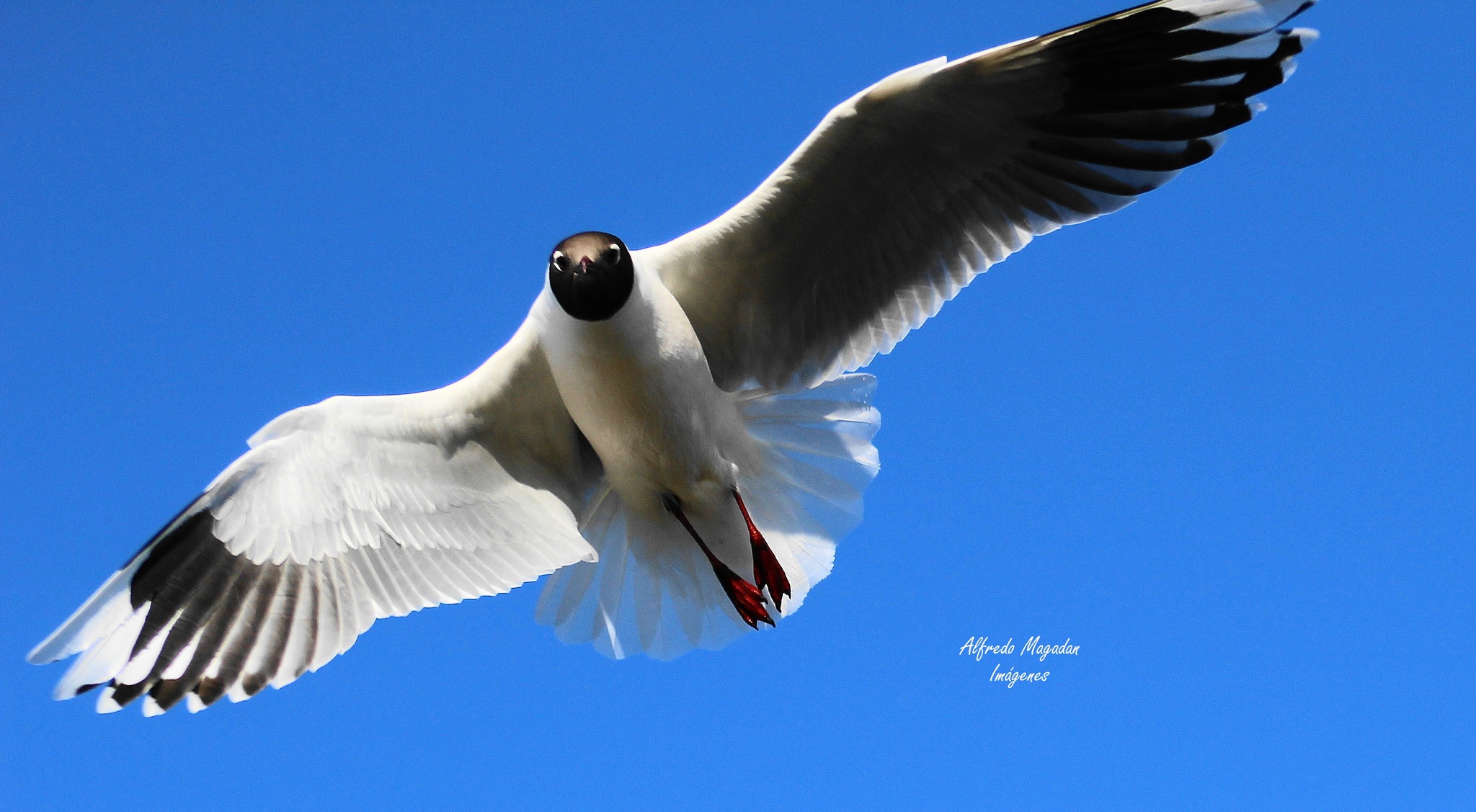Gaviota capucho café (Chroicocephalus maculipenniss) - aves de Mar Chiquita