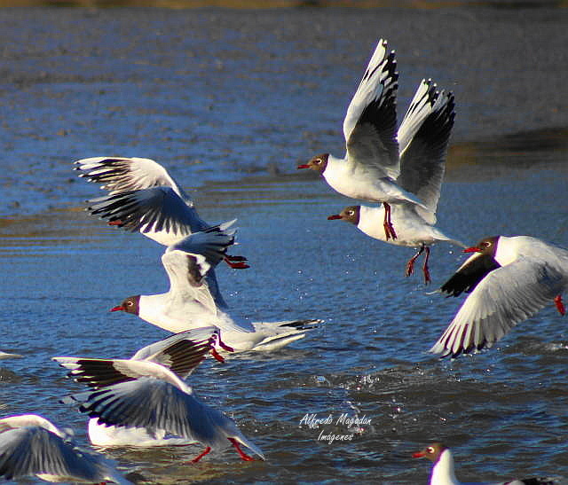 Gaviota capucho café (Chroicocephalus maculipenniss) - aves de Mar Chiquita