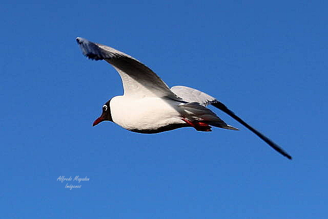 Gaviota capucho café (Chroicocephalus maculipenniss) - aves de Mar Chiquita