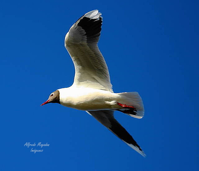 Guía de aves de Mar Chiquita