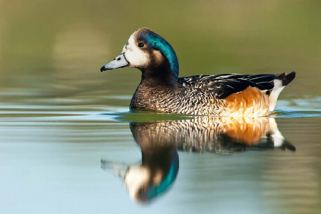 Guía de aves de Mar Chiquita