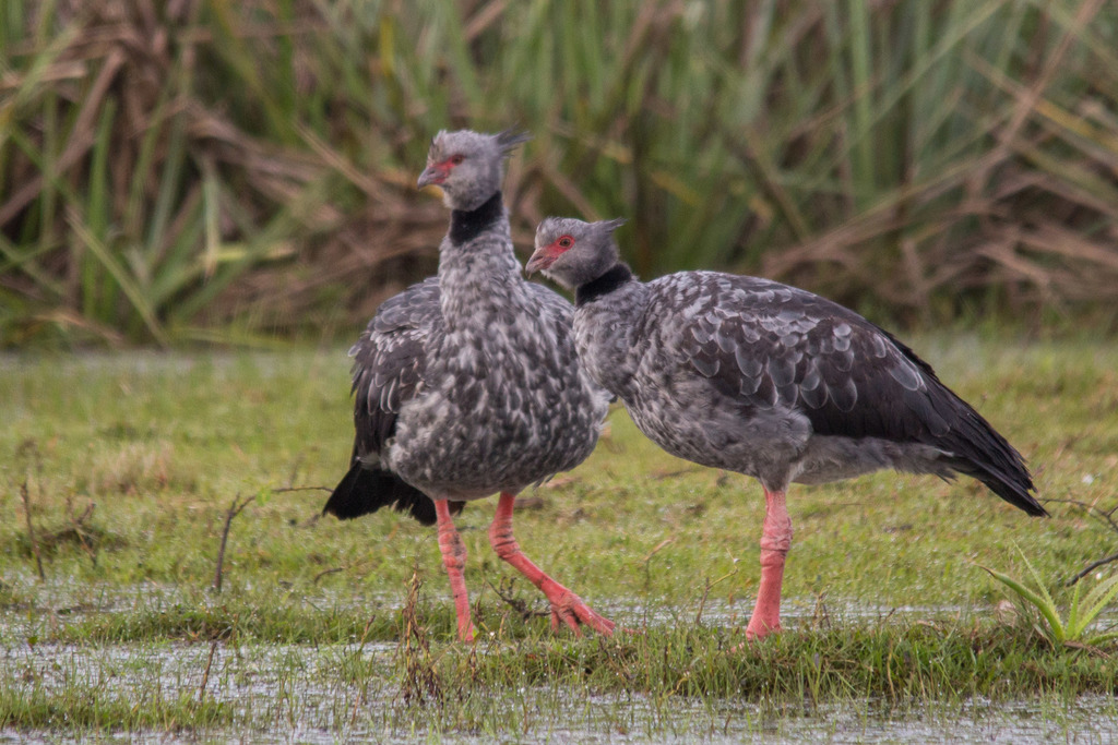 Guía de aves de Mar Chiquita