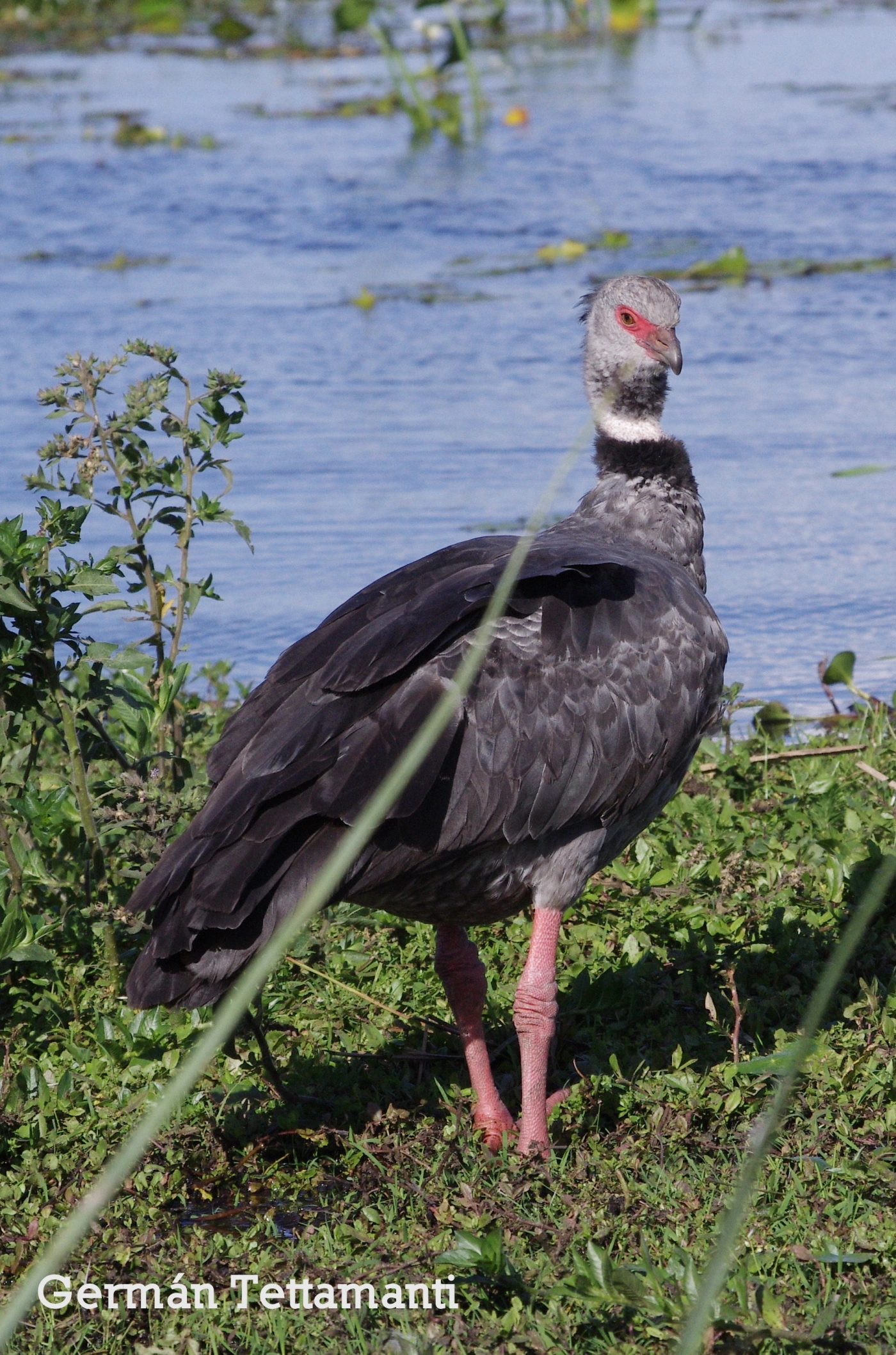 Chaja - aves de Mar Chiquita