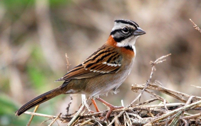 Chingolo, chincol o copetón (Zonotrichia capensis) - aves de Mar Chiquita