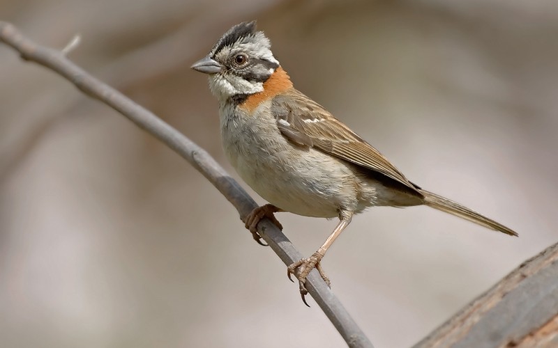 Chingolo, chincol o copetón (Zonotrichia capensis) - aves de Mar Chiquita