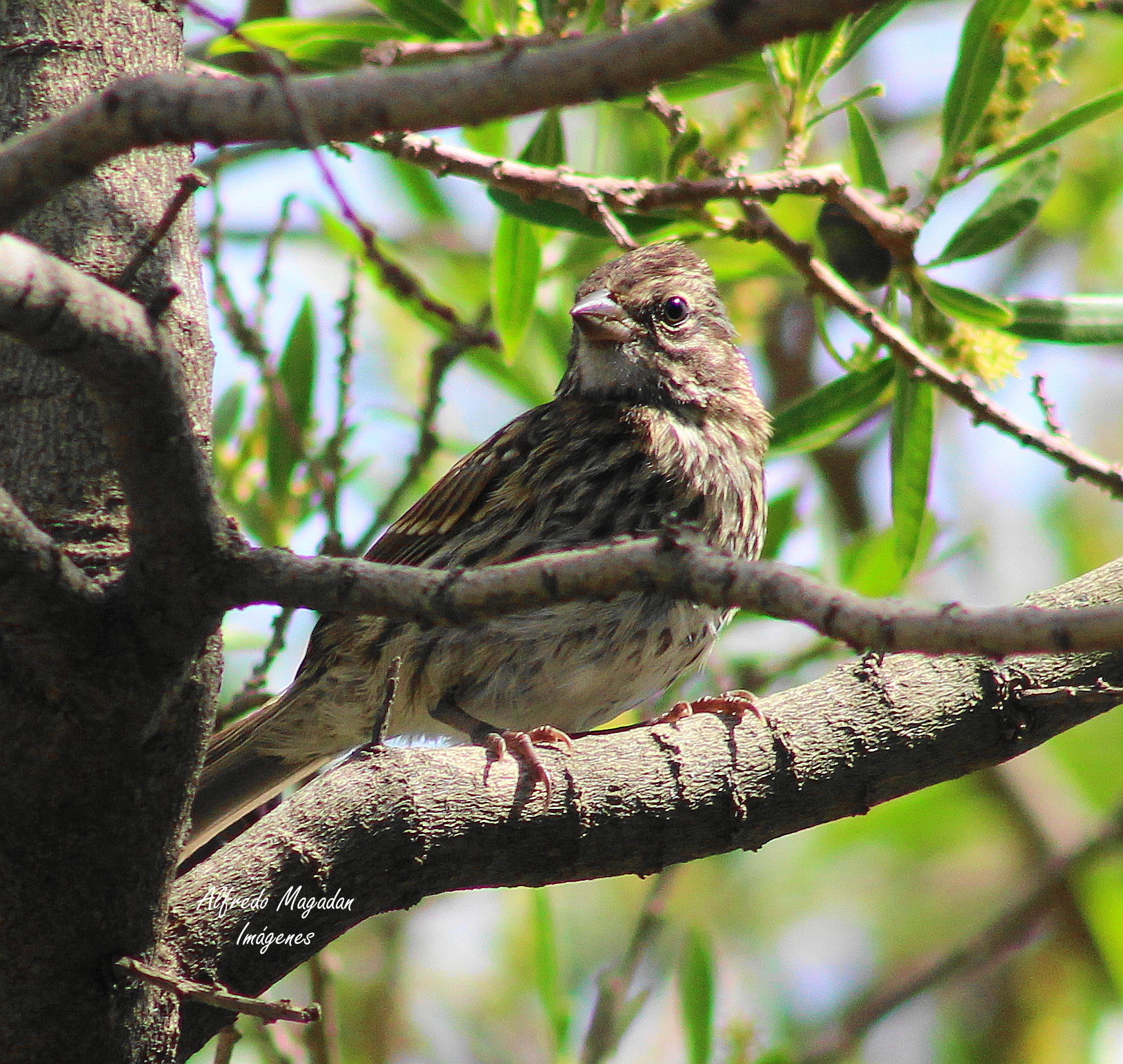 Chingolo, chincol o copetón (Zonotrichia capensis) - aves de Mar Chiquita