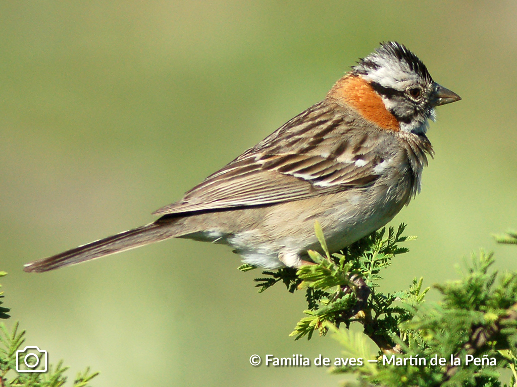 Chingolo, chincol o copetón (Zonotrichia capensis) - aves de Mar Chiquita