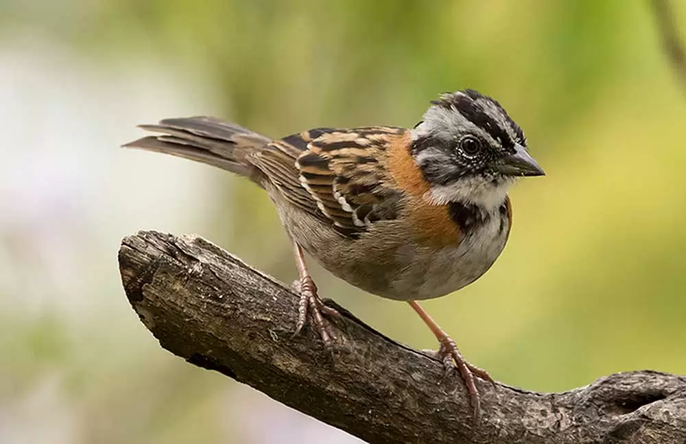 Chingolo, chincol o copetón (Zonotrichia capensis) - aves de Mar Chiquita
