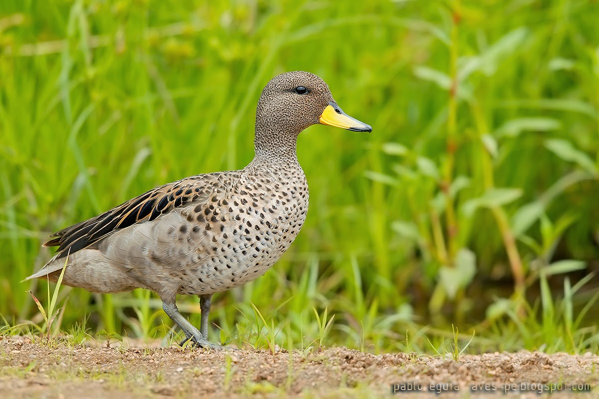 Guía de aves de Mar Chiquita