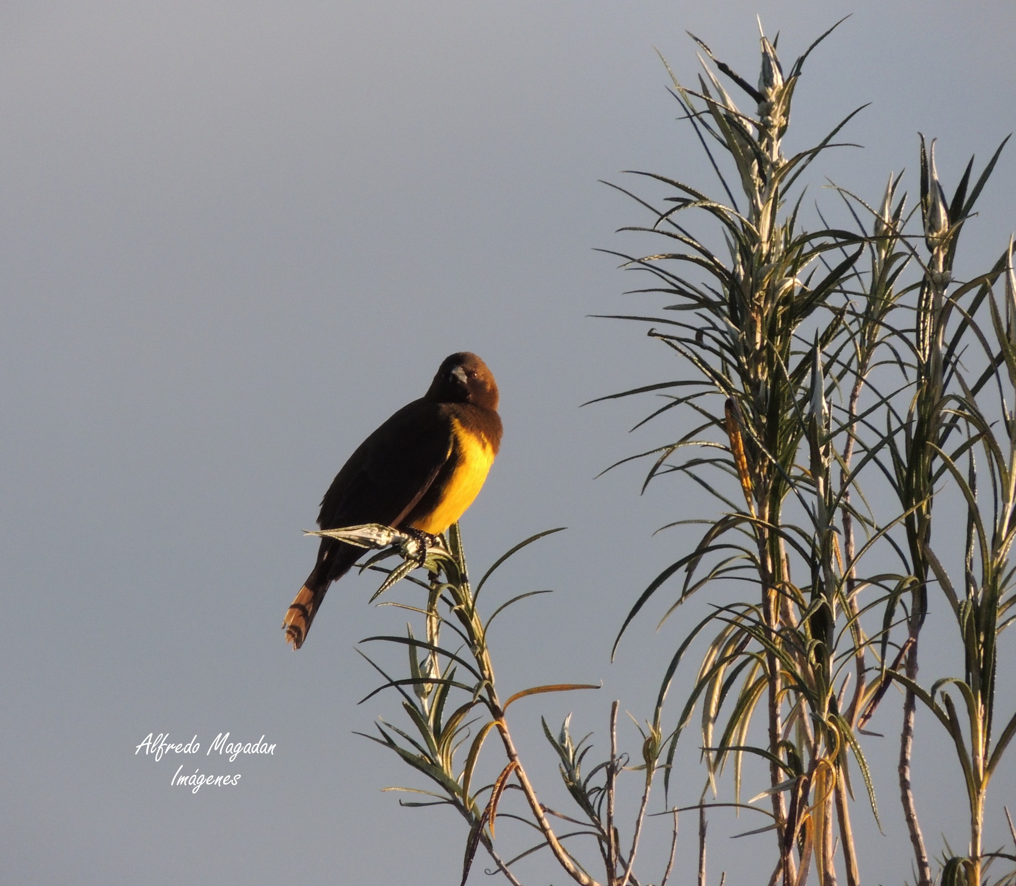 Pecho amarillo común (Pseudoleistes virescens) - aves de Mar Chiquita