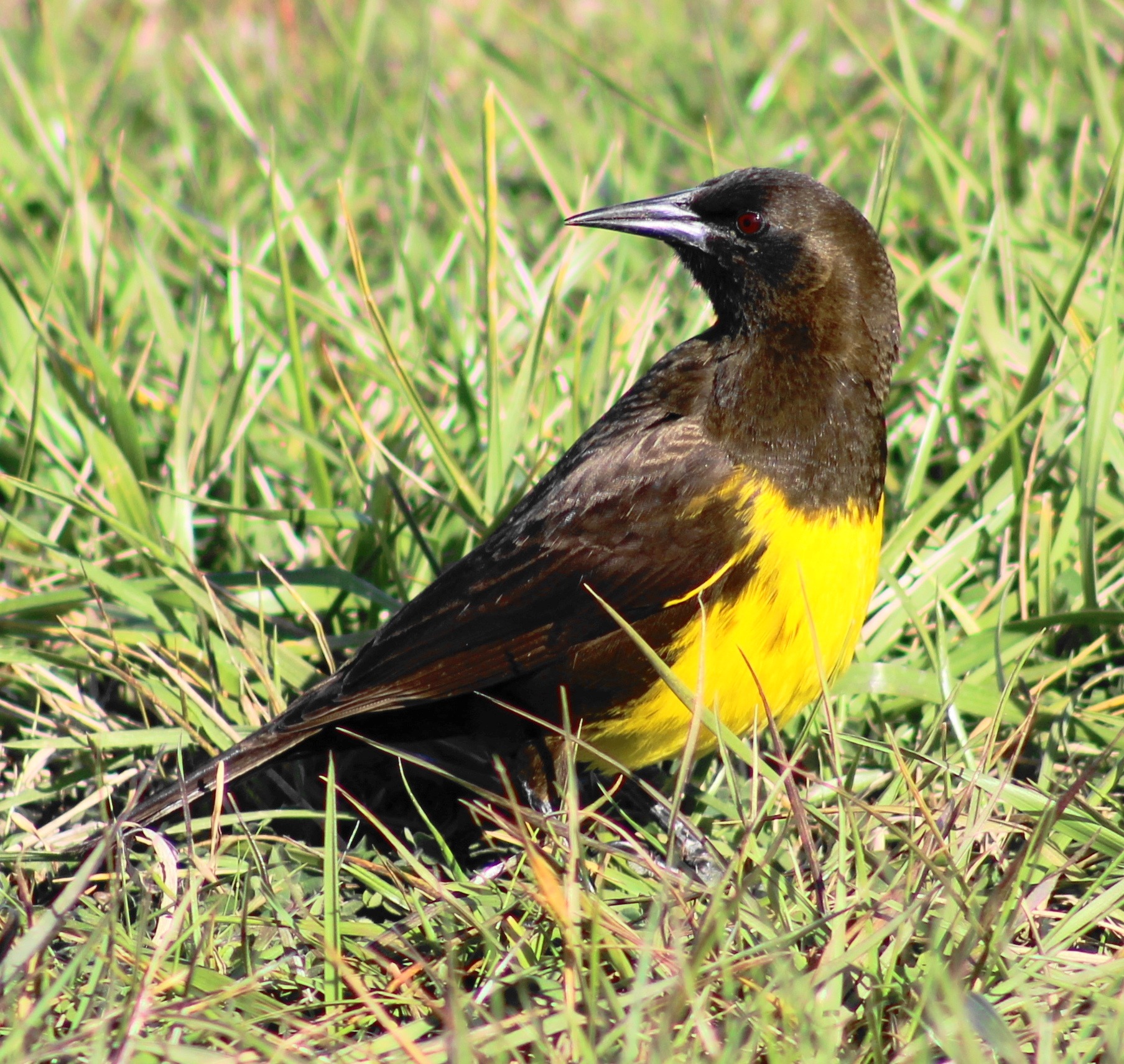 Pecho amarillo común (Pseudoleistes virescens) - aves de Mar Chiquita
