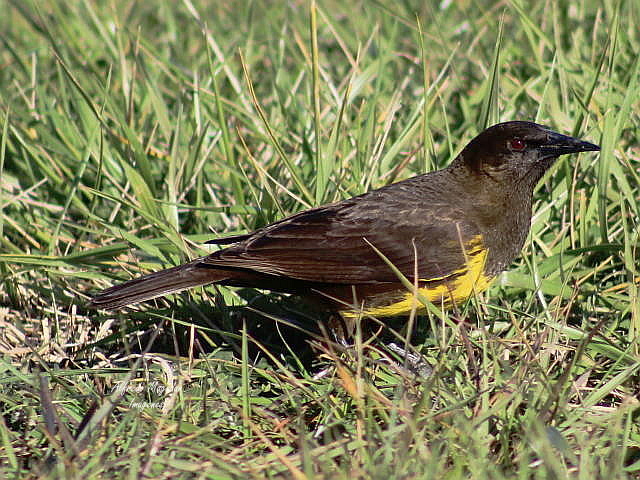 Pecho amarillo común (Pseudoleistes virescens) - aves de Mar Chiquita