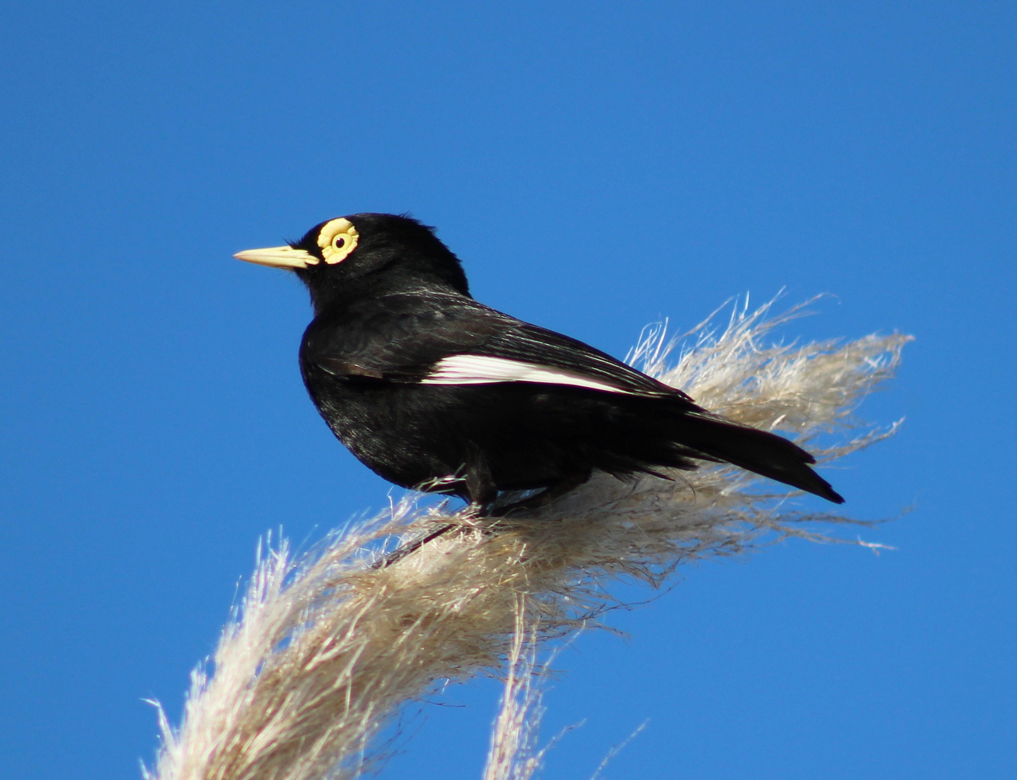 Pico de plata (Hymenops perspicillatus) - aves de Mar Chiquita