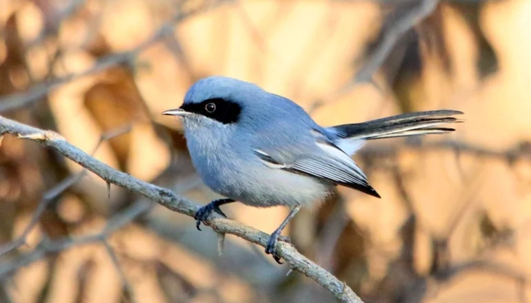 Tacuarita azul o perlita azul (Polioptila dumicola) - aves de Mar Chiquita